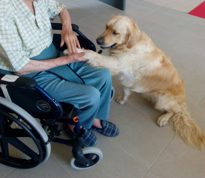 Terapia con animales para autismo, alzheimer y más