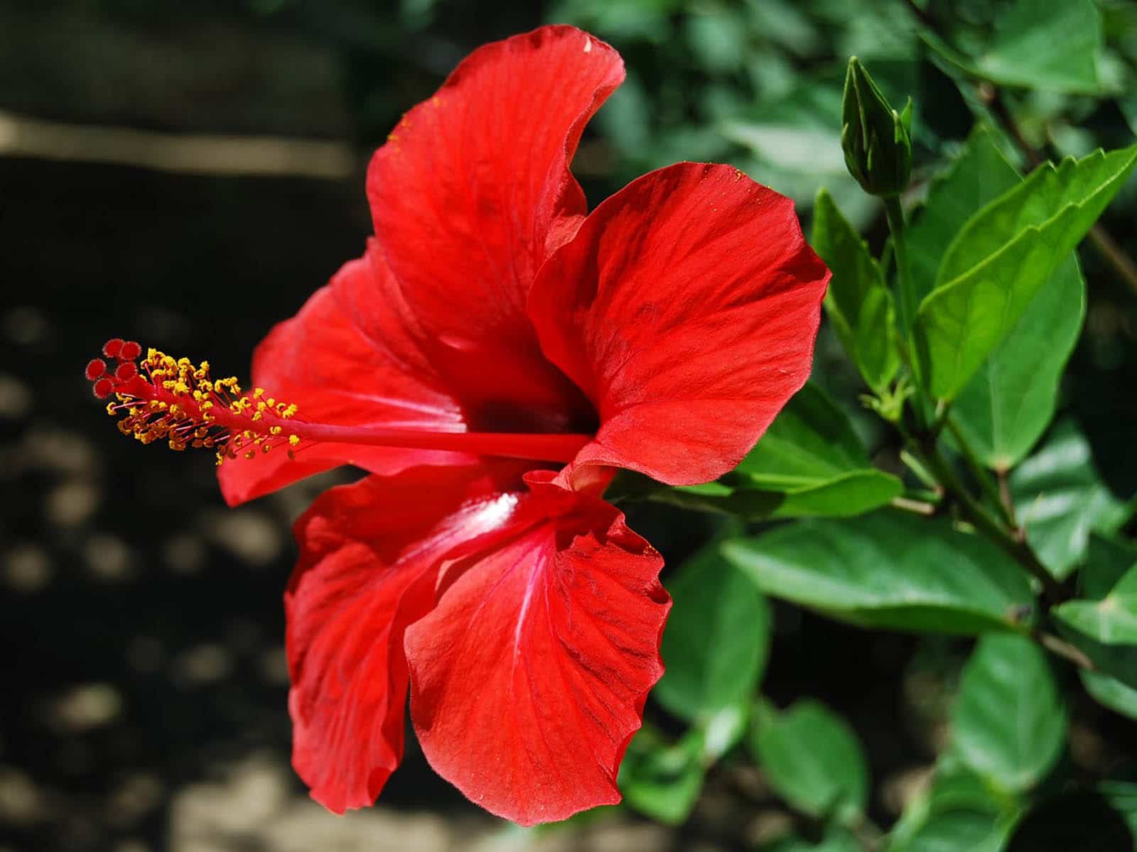 Beneficios y contraindicaciones del hibisco